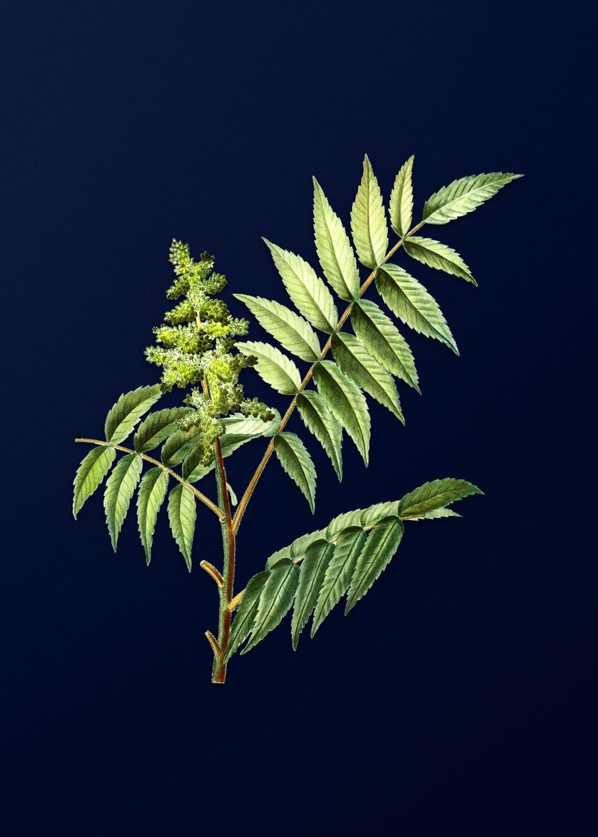 'Blue Leaf Branch Drawing' Poster by Holy Rock Design | Displate