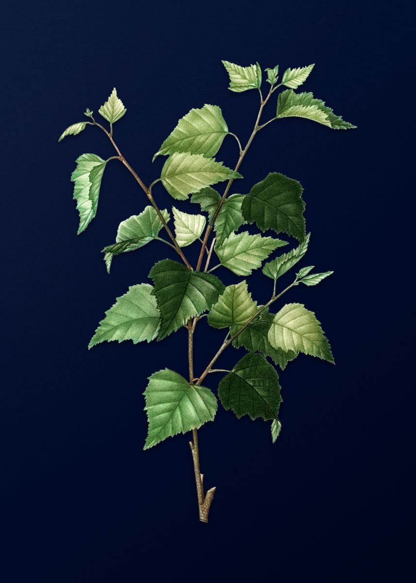 'Blue Leaf Branch Drawing' Poster by Holy Rock Design | Displate