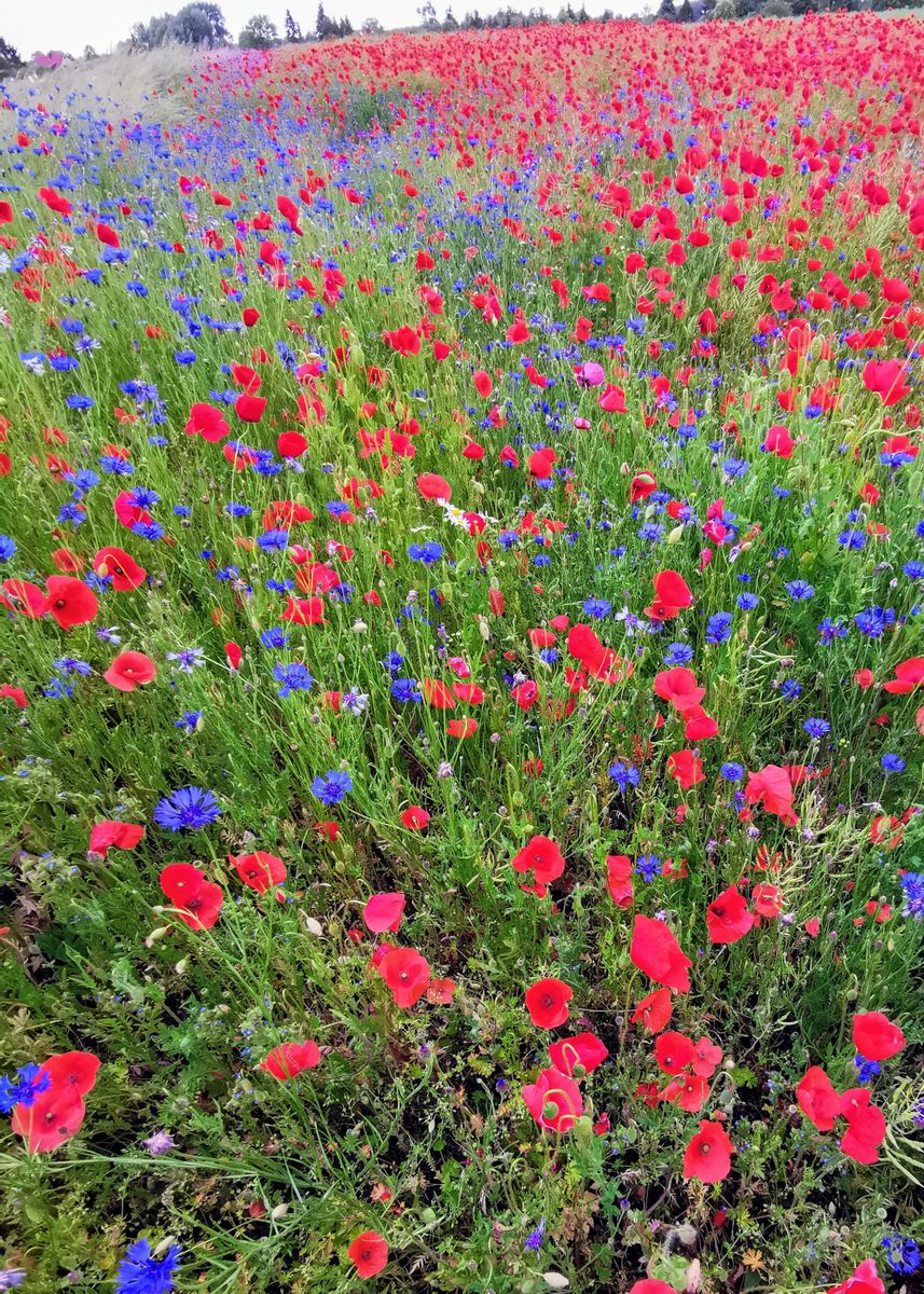 'Mohnblumen Poppie Flowers' Poster, picture, metal print, paint by Dana ...