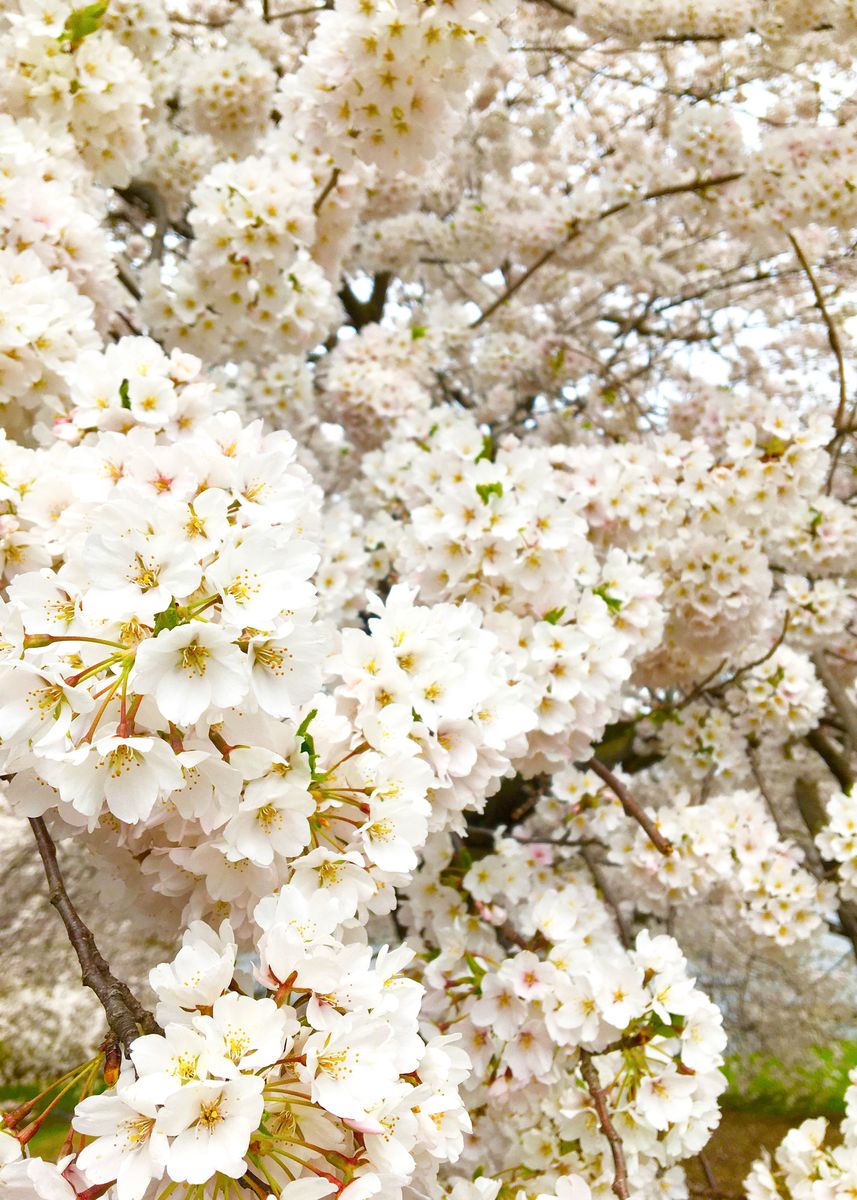'White Blossoms on Tree' Poster by Jessie | Displate