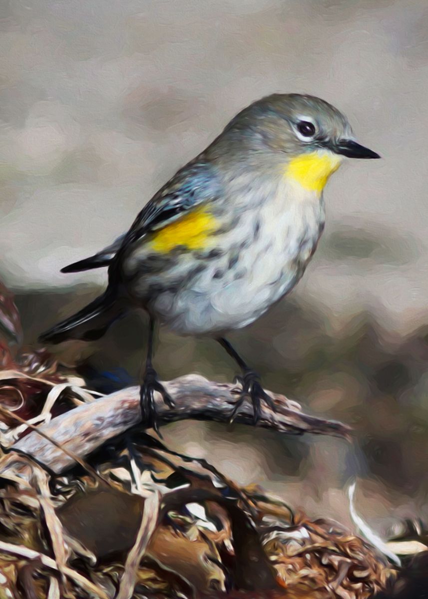 'Yellow Rumped Warbler' Poster, picture, metal print, paint by ...