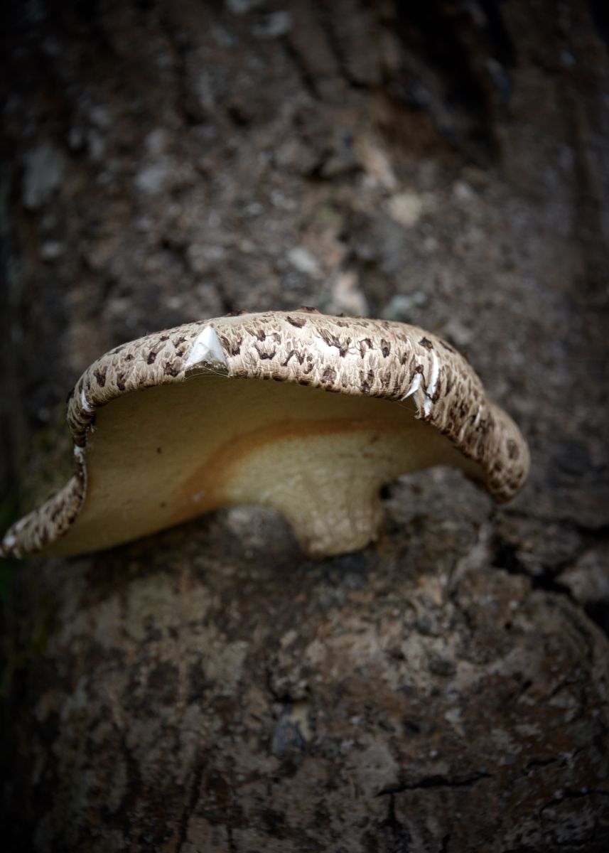 'Tree Fungus' Poster, picture, metal print, paint by Svetlana Sewell ...