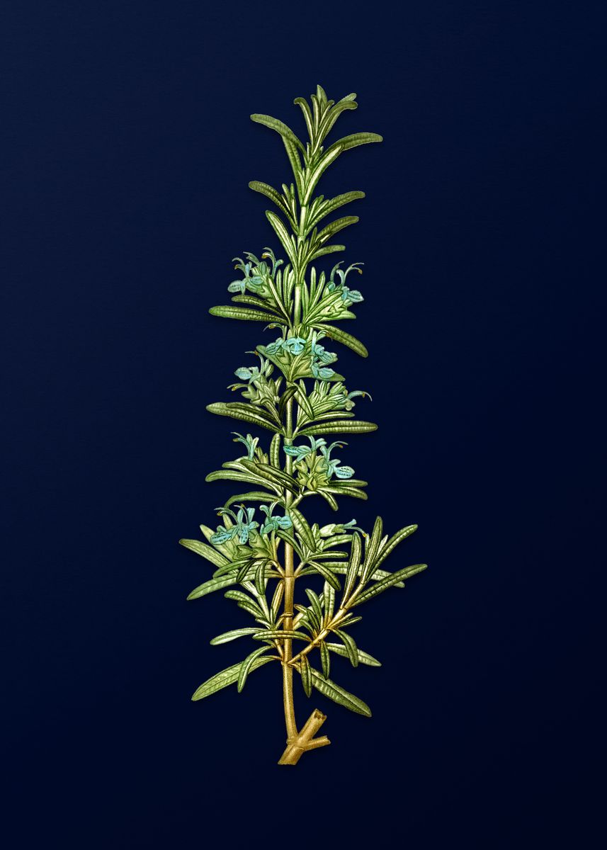 'Vintage Rosemary on Blue' Poster by Holy Rock Design | Displate
