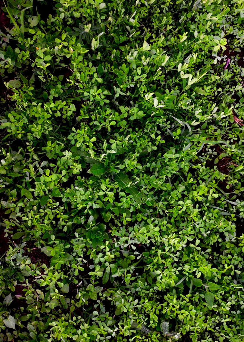 'Clover top view' Poster, picture, metal print, paint by Edy Art Space ...