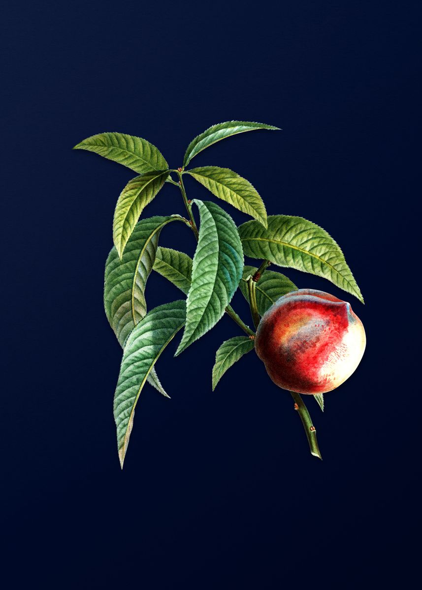 'Vintage Peach on Deep Blue' Poster, picture, metal print, paint by ...