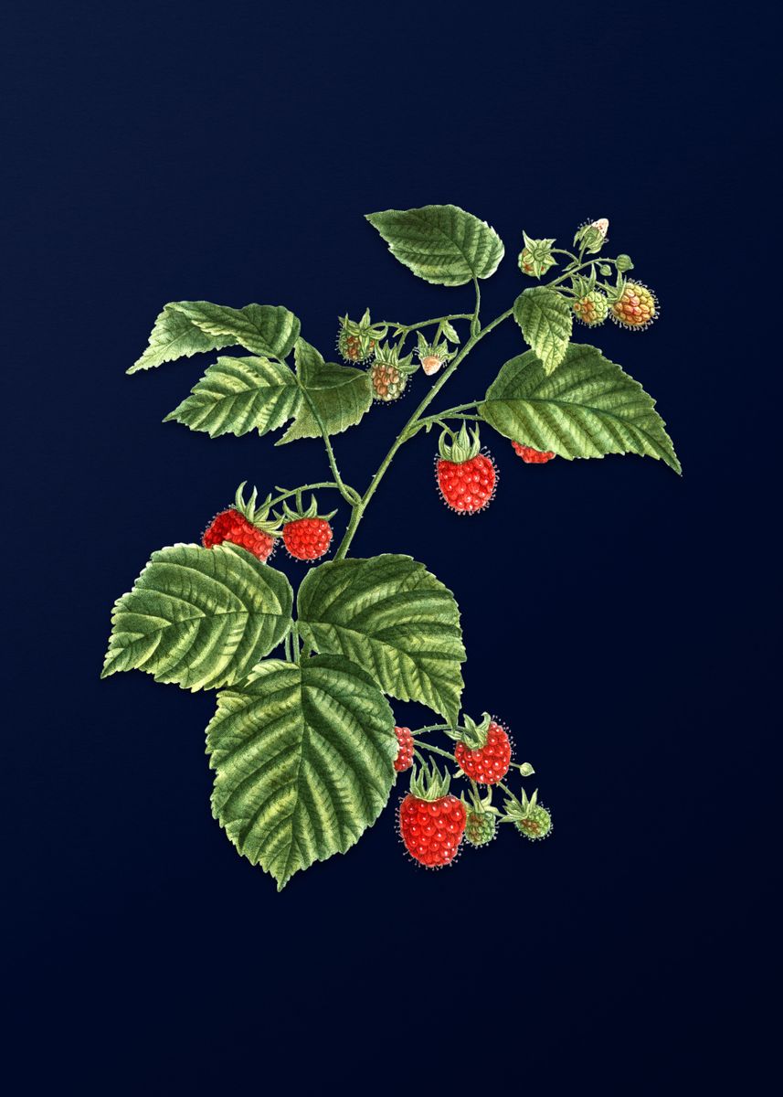 'Vintage Raspberry on Blue' Poster by Holy Rock Design | Displate