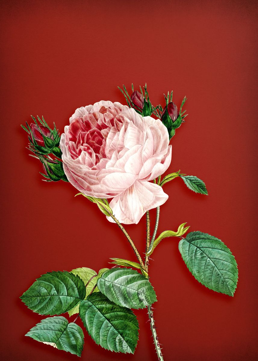 'Centifolia Roses on Red' Poster, picture, metal print, paint by Holy ...