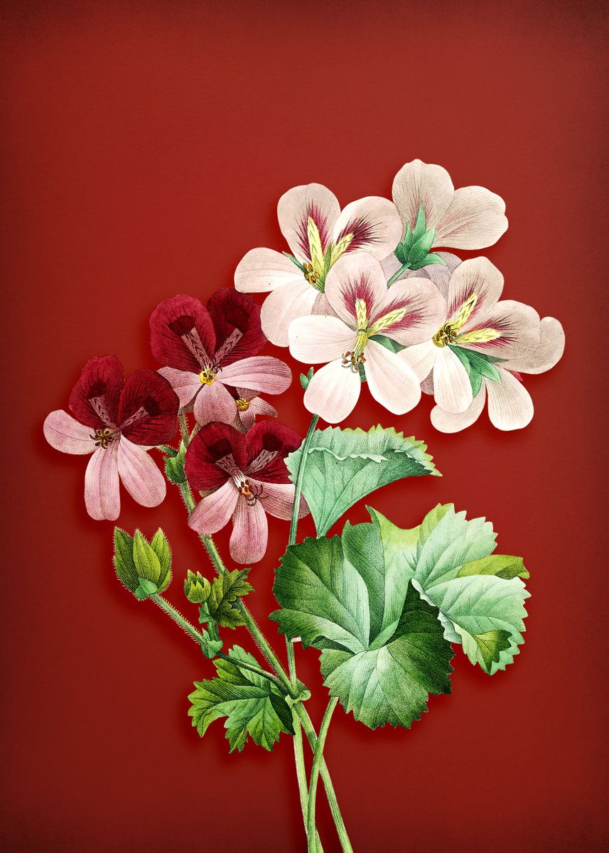 'Vintage Geranium on Red' Poster, picture, metal print, paint by Holy ...