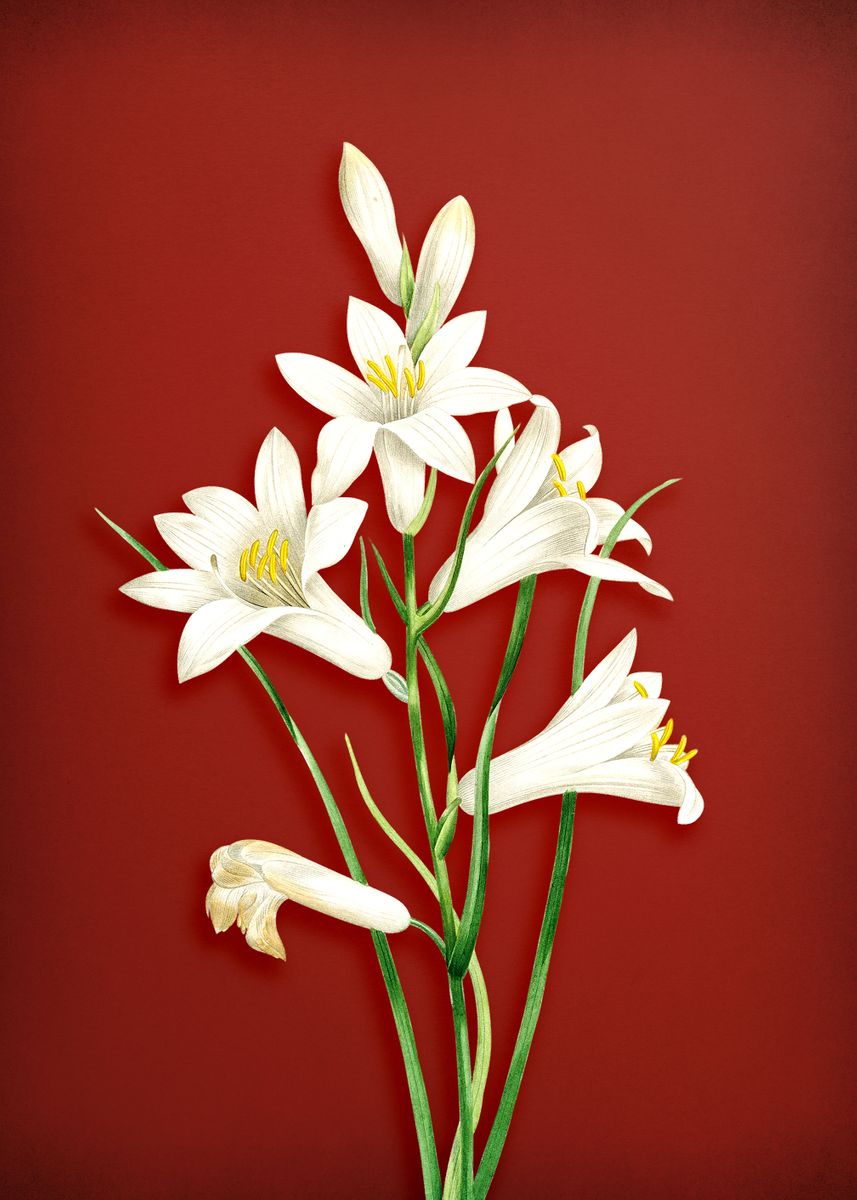 'St Brunos Lily on Red' Poster, picture, metal print, paint by Holy ...