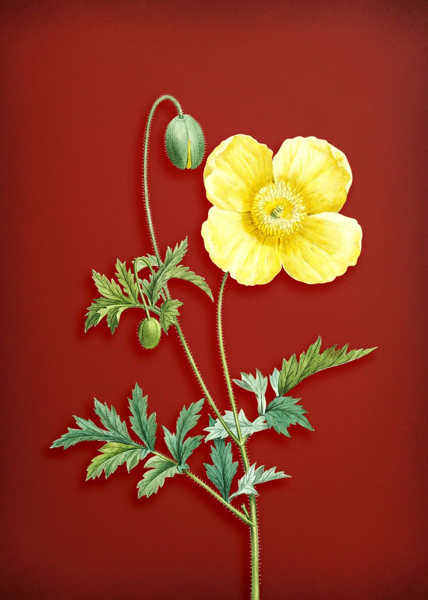 'Welsh Poppy on Red' Poster, picture, metal print, paint by Holy Rock ...