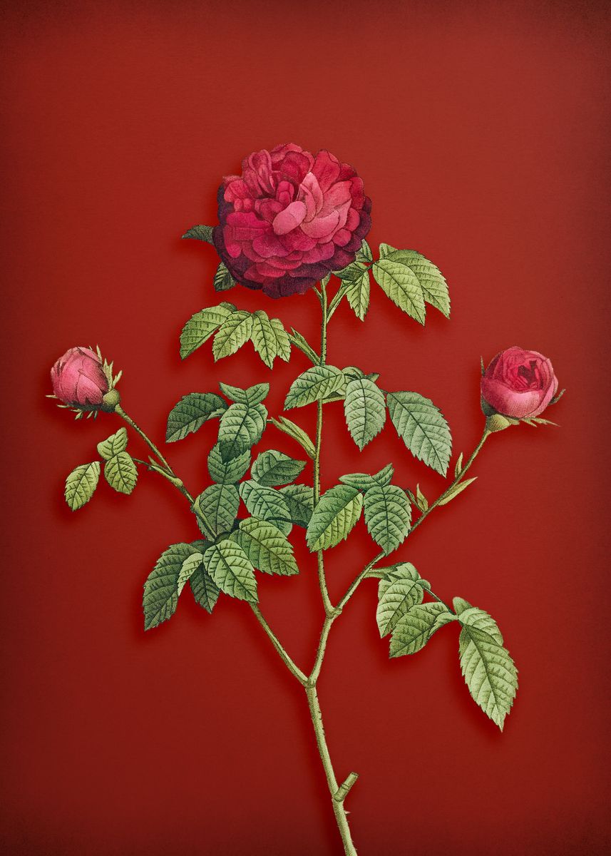 'Agatha Rose in Bloom Red' Poster, picture, metal print, paint by Holy ...