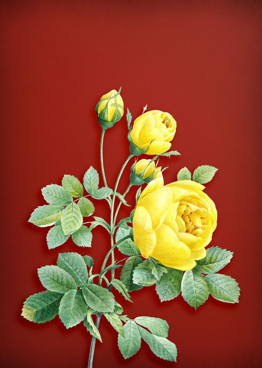 'Vintage Yellow Rose on Red' Poster, picture, metal print, paint by ...