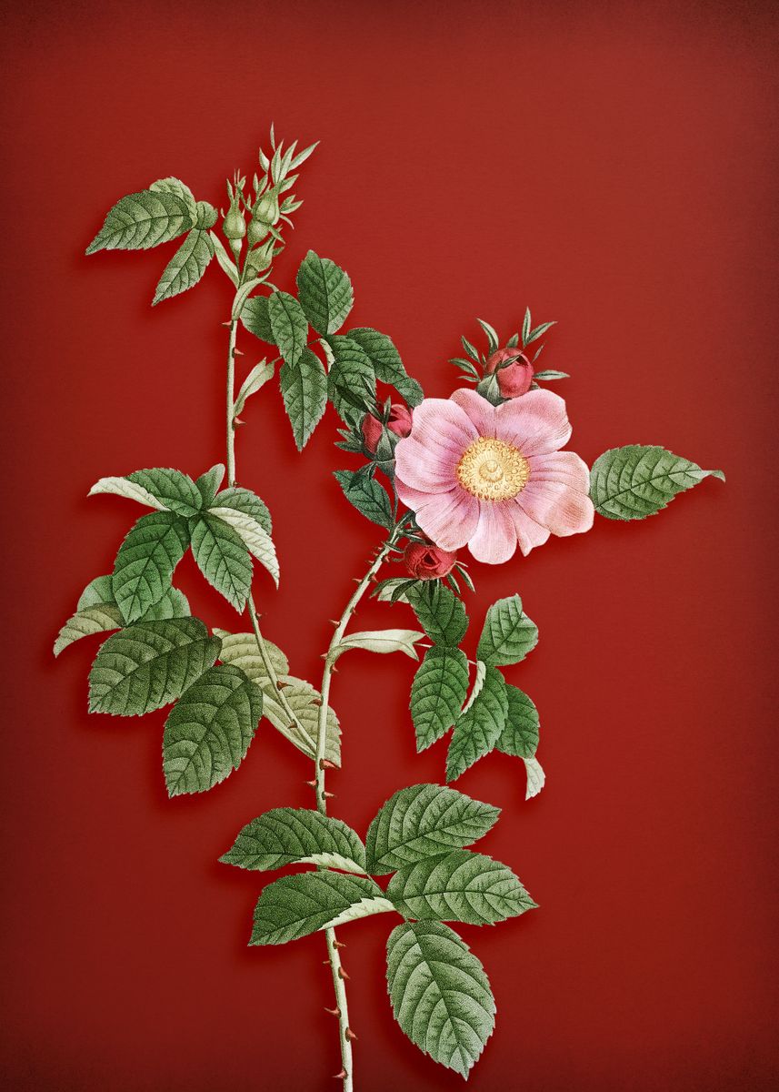 'Big Flower Dog Rose on Red' Poster by Holy Rock Design | Displate