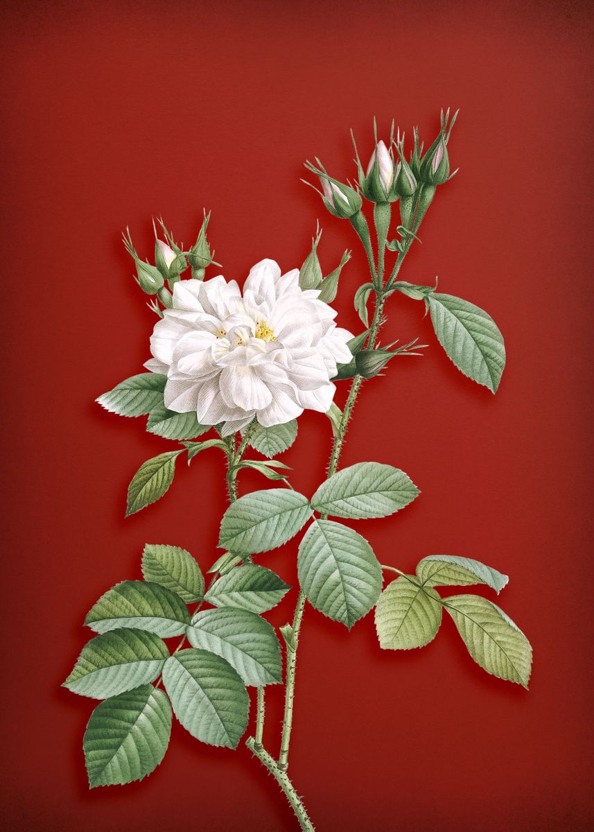 'Autumn Damask Rose on Red' Poster, picture, metal print, paint by Holy ...