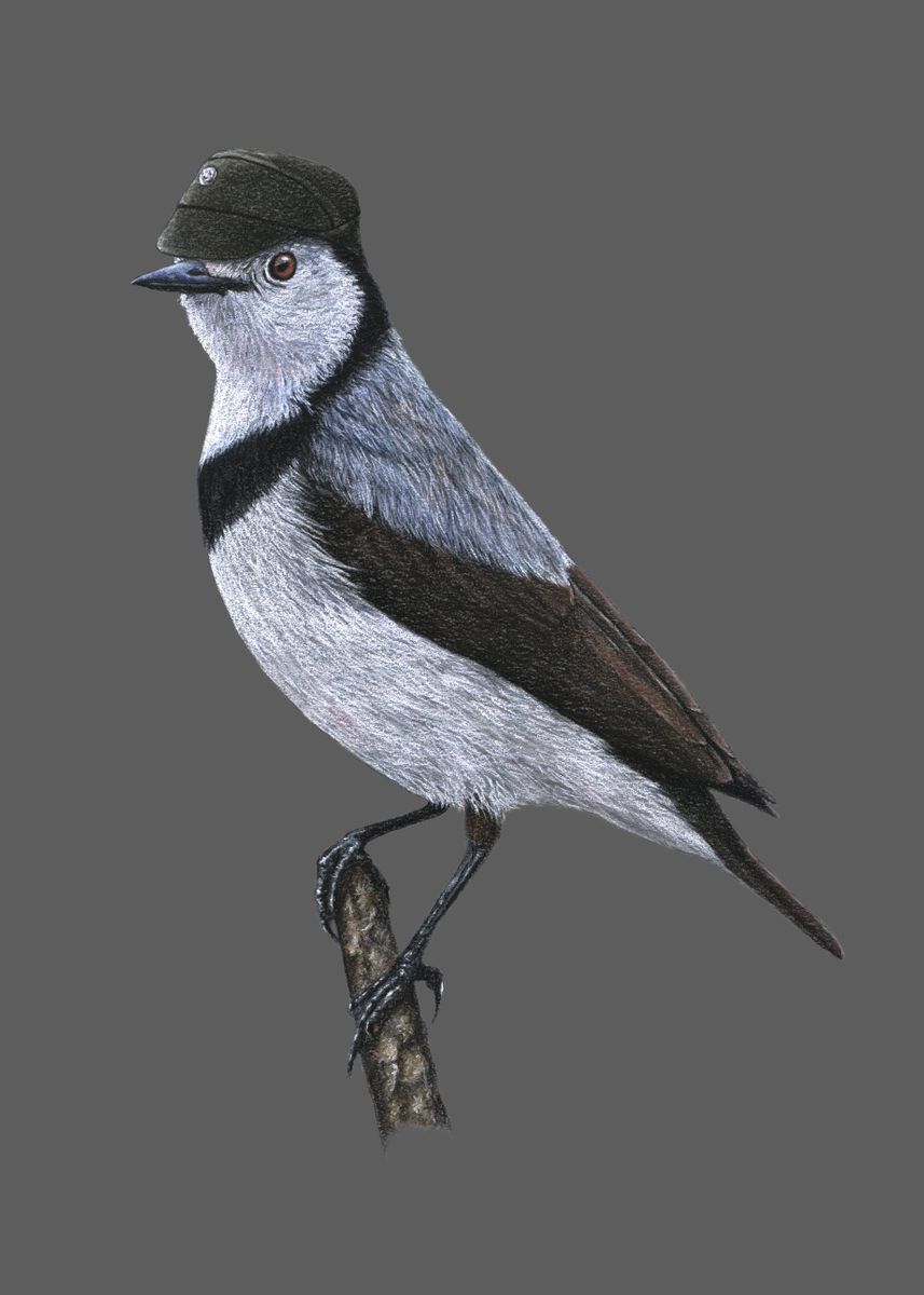 'White fronted chat' Poster, picture, metal print, paint by Mikhail ...