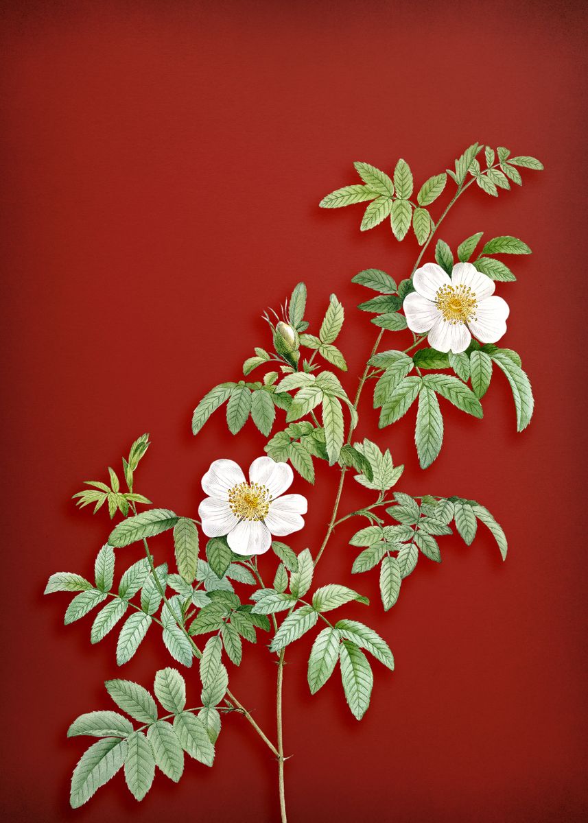 'Musk Rose on Red' Poster, picture, metal print, paint by Holy Rock ...