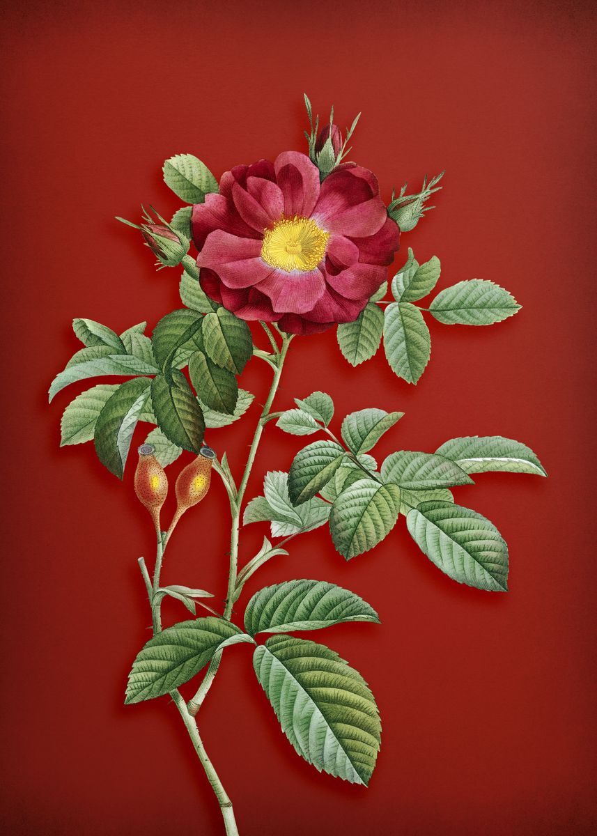 'Red Portland Rose on Red' Poster, picture, metal print, paint by Holy ...