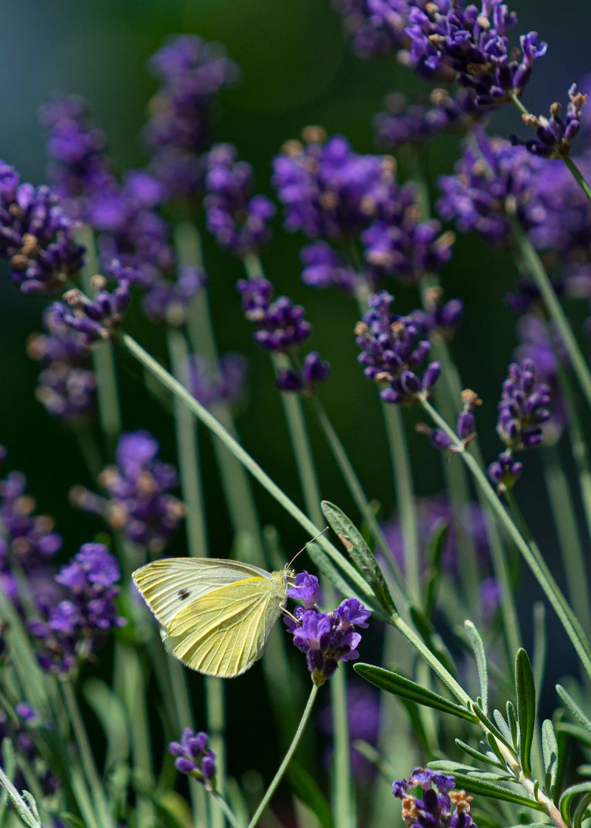 'Butterfly on Lavender' Poster, picture, metal print, paint by Hristo ...