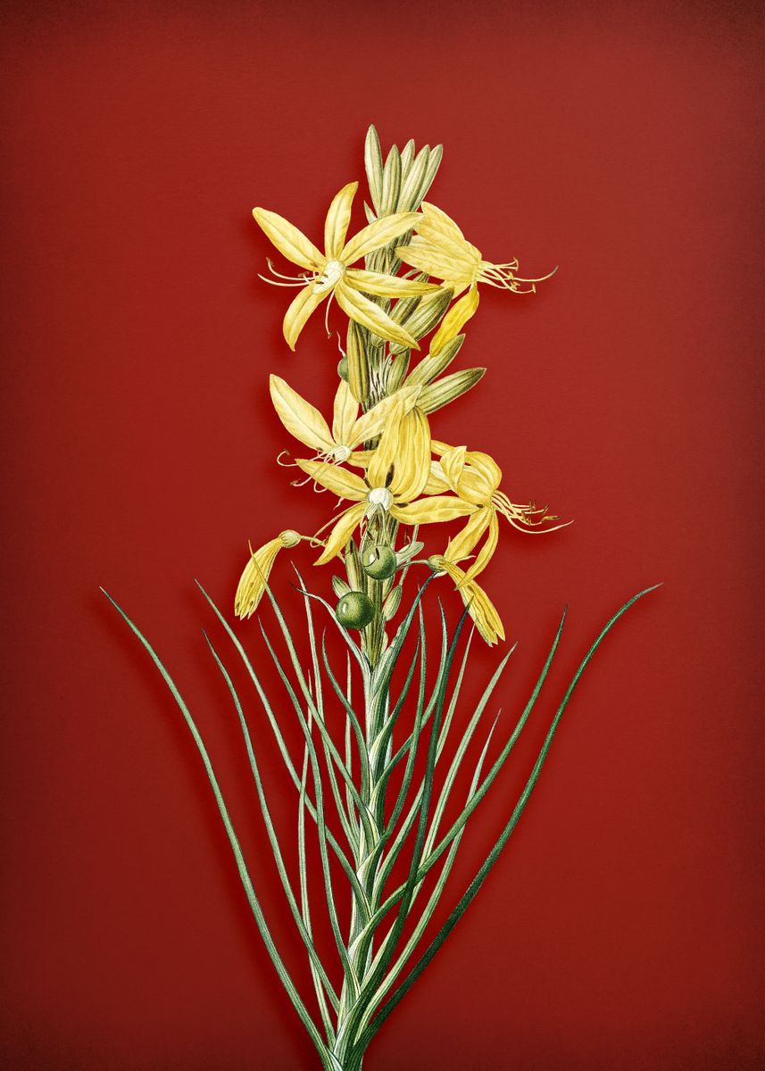 'Yellow Asphodel on Red' Poster, picture, metal print, paint by Holy ...
