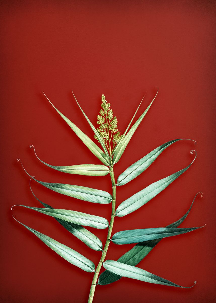 'Bush Cane on Red' Poster by Holy Rock Design | Displate