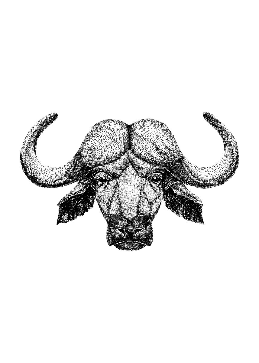 'AFRICAN BUFFALO DRAWING' Poster by Turie Art | Displate