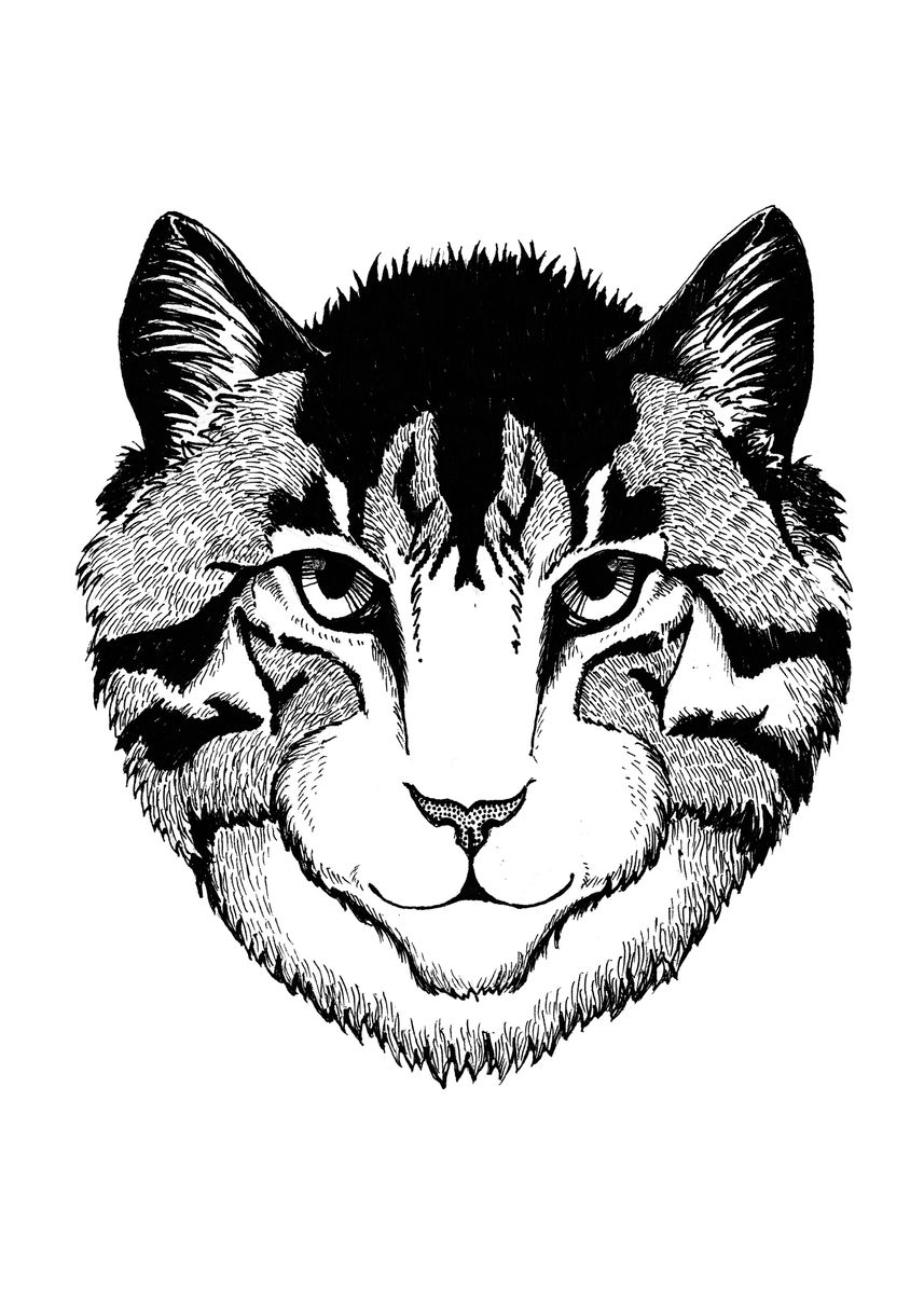 'Cat Drawing' Poster, picture, metal print, paint by Turie Art | Displate