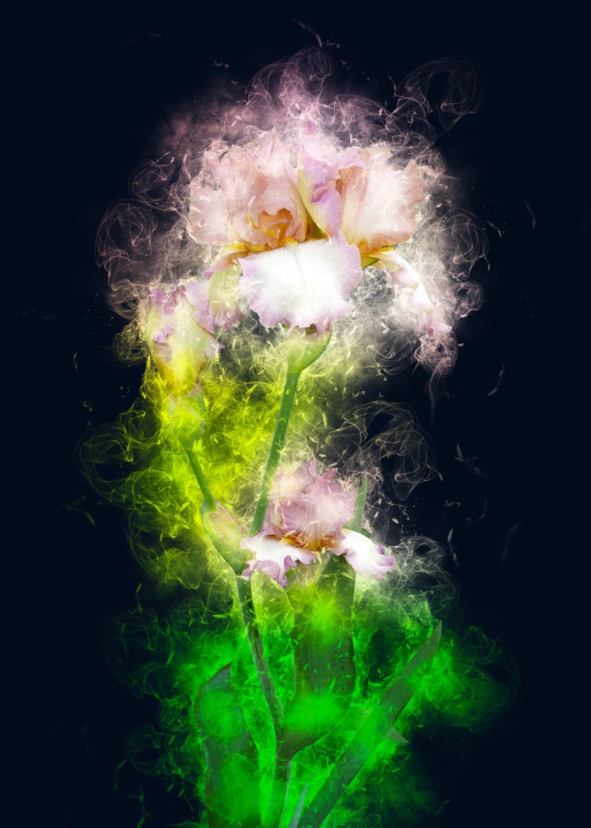 'soft iris flower smoky' Poster, picture, metal print, paint by The ...