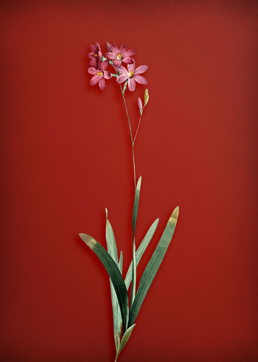'Corn Lily on Red' Poster, picture, metal print, paint by Holy Rock ...