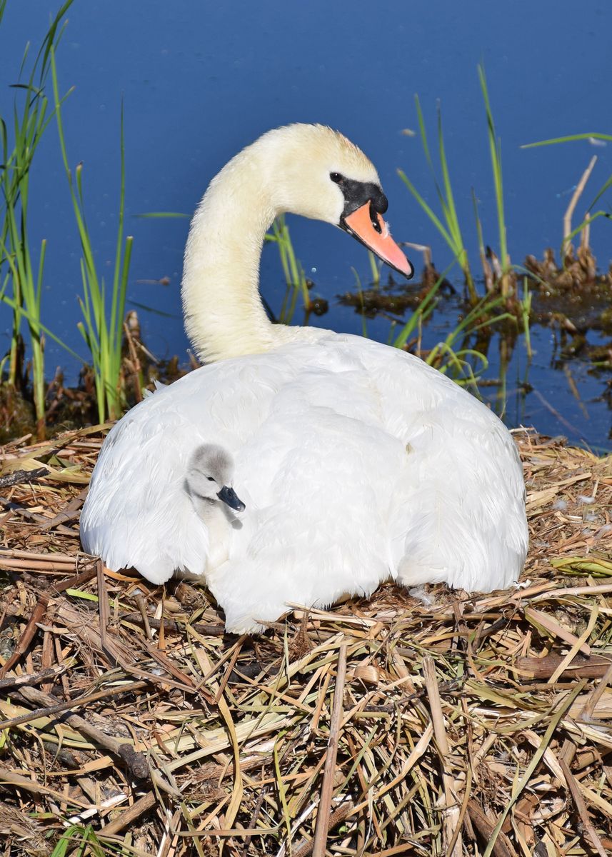 'Swan with cygnet' Poster, picture, metal print, paint by Mike Pratt ...