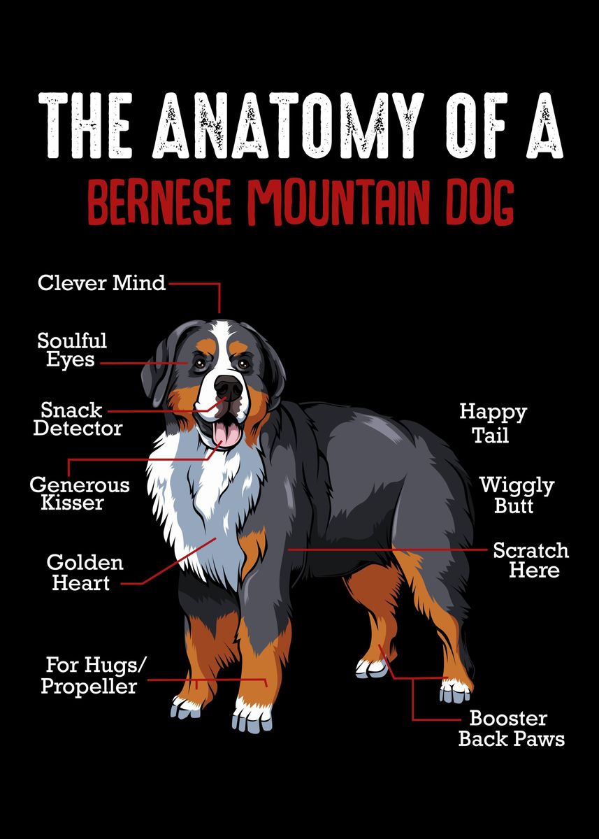 'The Anatomy Of A Bernese M' Poster, picture, metal print, paint by ...