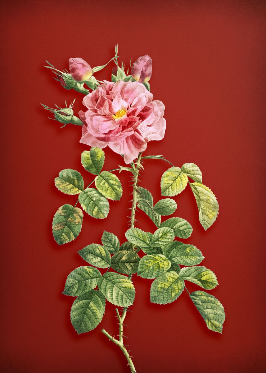 'Four Seasons Rose on Red' Poster by Holy Rock Design | Displate