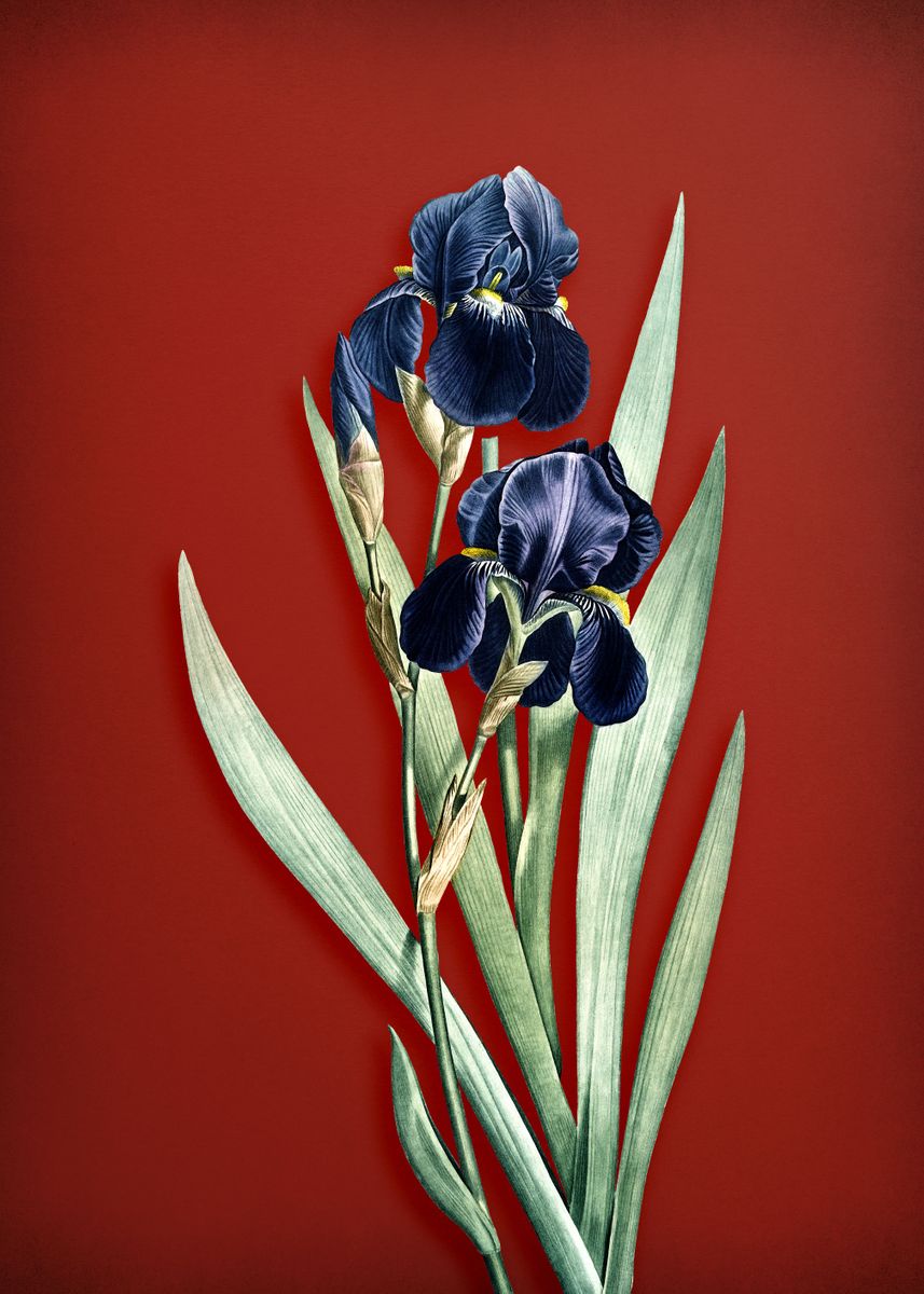 'German Iris on Red' Poster, picture, metal print, paint by Holy Rock ...