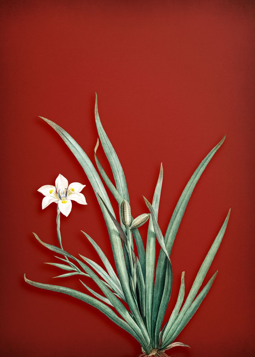 'Fortnight Lily on Red' Poster by Holy Rock Design | Displate