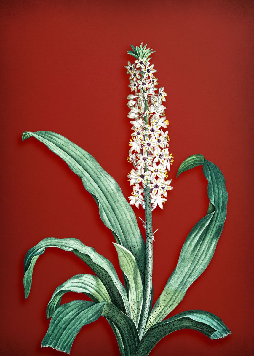 'Eucomis Punctata' Poster, picture, metal print, paint by Holy Rock ...