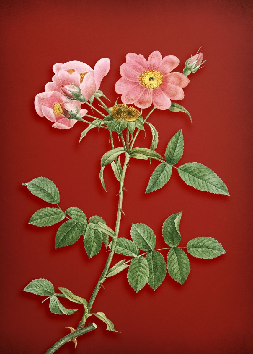 'Lady Monson Rose Bloom' Poster by Holy Rock Design | Displate
