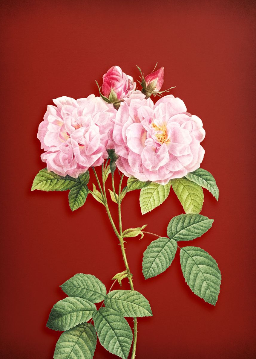 'Italian Damask Rose on Red' Poster, picture, metal print, paint by ...