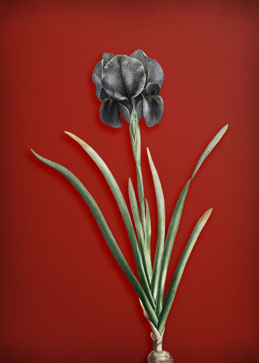 'Mourning Iris' Poster, picture, metal print, paint by Holy Rock Design ...