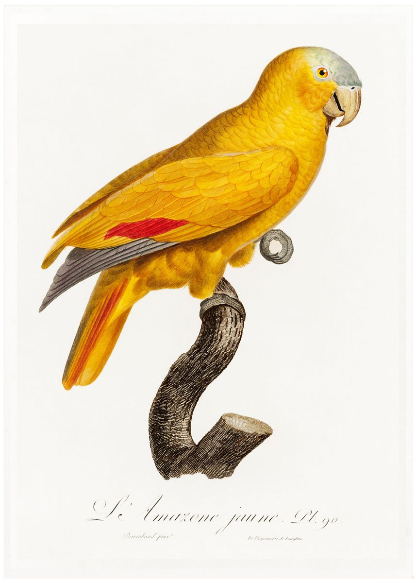 'Blue fronted parrot ' Poster by tony4urban | Displate