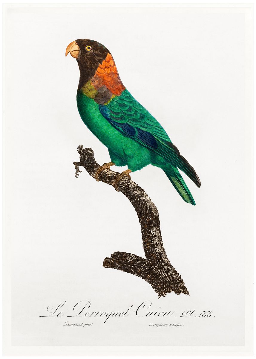 'Caica parrot ' Poster, picture, metal print, paint by tony4urban ...