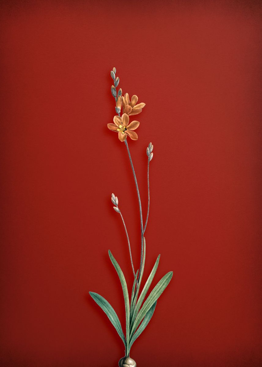 'Mossel Bay Tritonia' Poster, picture, metal print, paint by Holy Rock ...