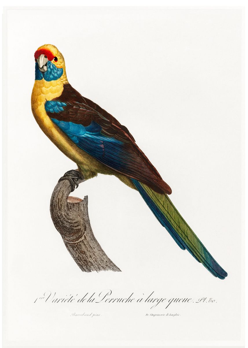 'Crimson rosella' Poster by tony4urban | Displate