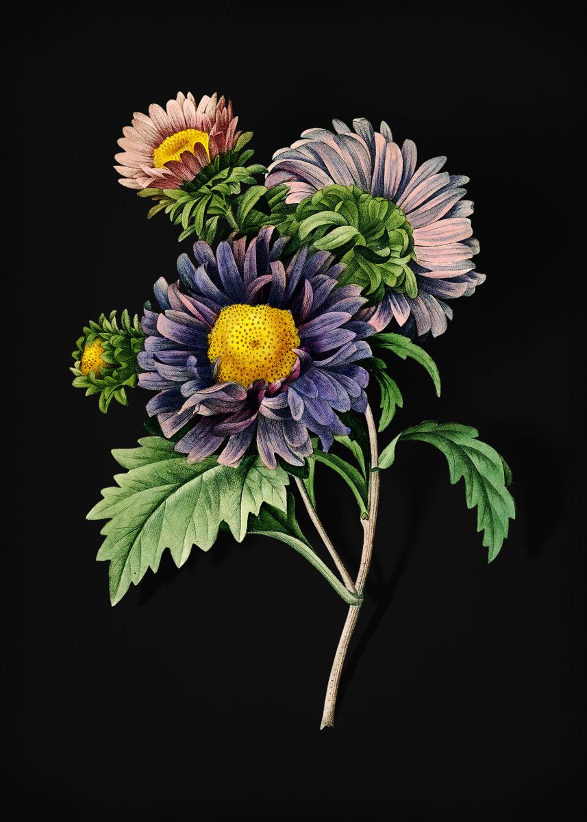 'China Aster on Black' Poster by Holy Rock Design | Displate