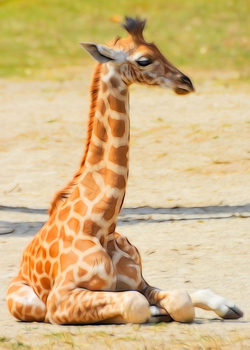 'Little Giraffe' Poster by Armstrong | Displate