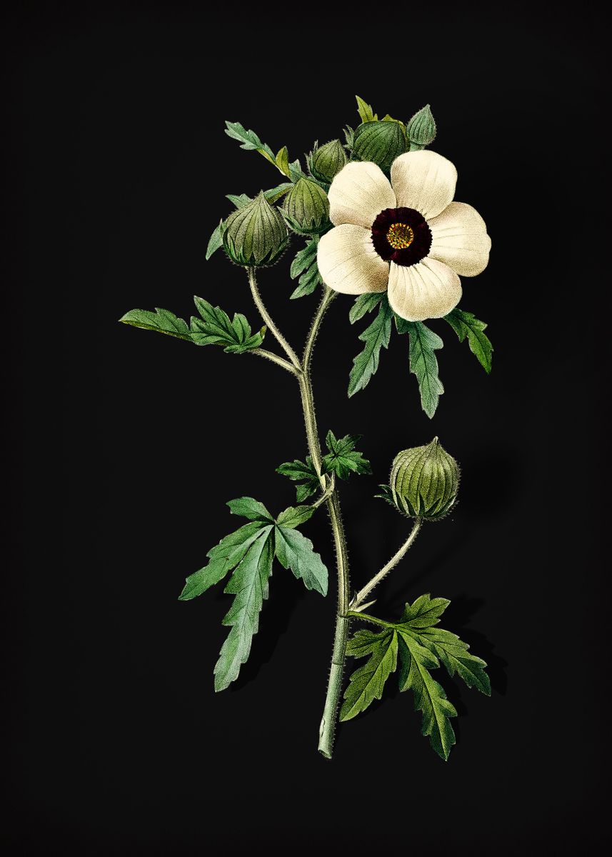 'Venice Mallow on Black' Poster, picture, metal print, paint by Holy ...
