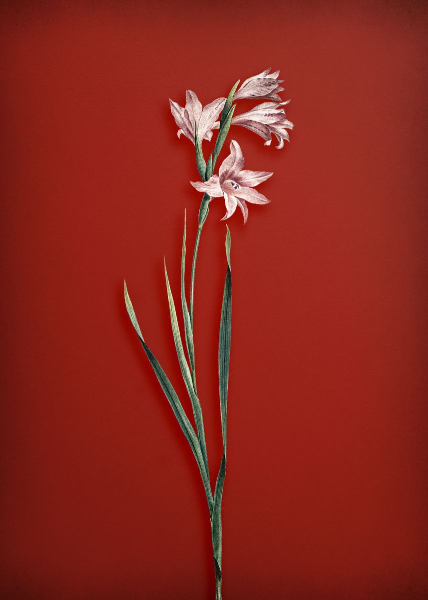 'Painted Lady on Red' Poster by Holy Rock Design | Displate