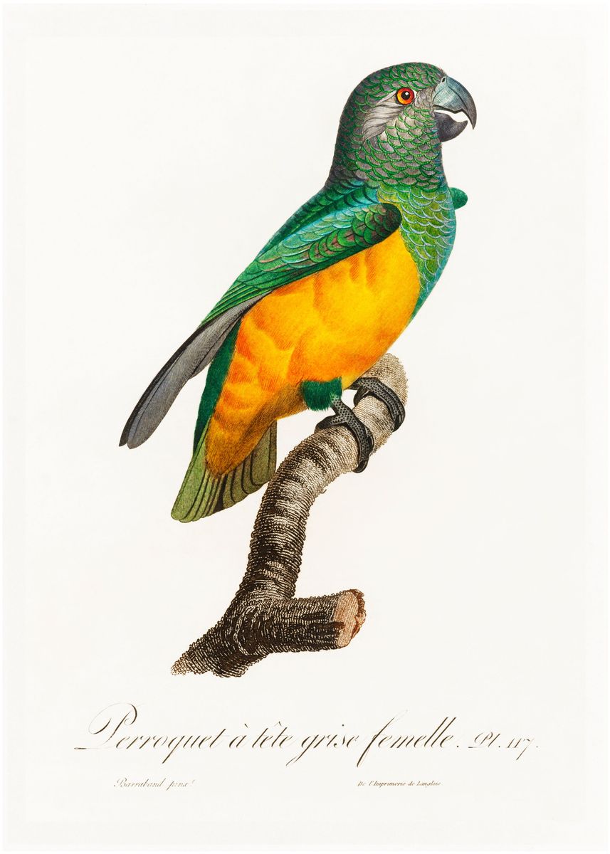 'Senegal parrot' Poster by tony4urban | Displate