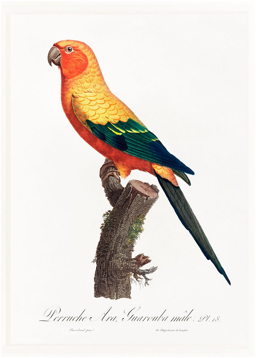 'Sun parakeet' Poster, picture, metal print, paint by tony4urban | Displate