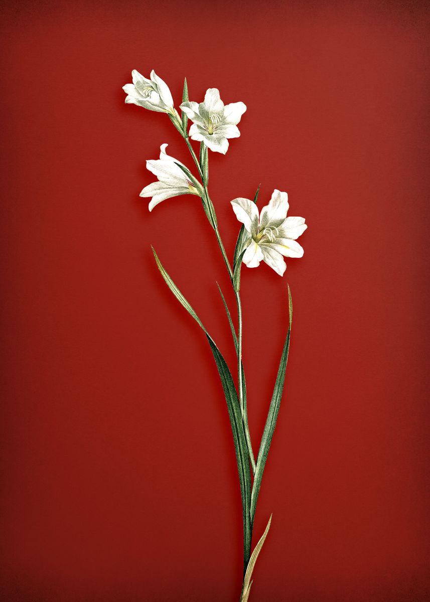 'Painted Lady on Red' Poster, picture, metal print, paint by Holy Rock ...