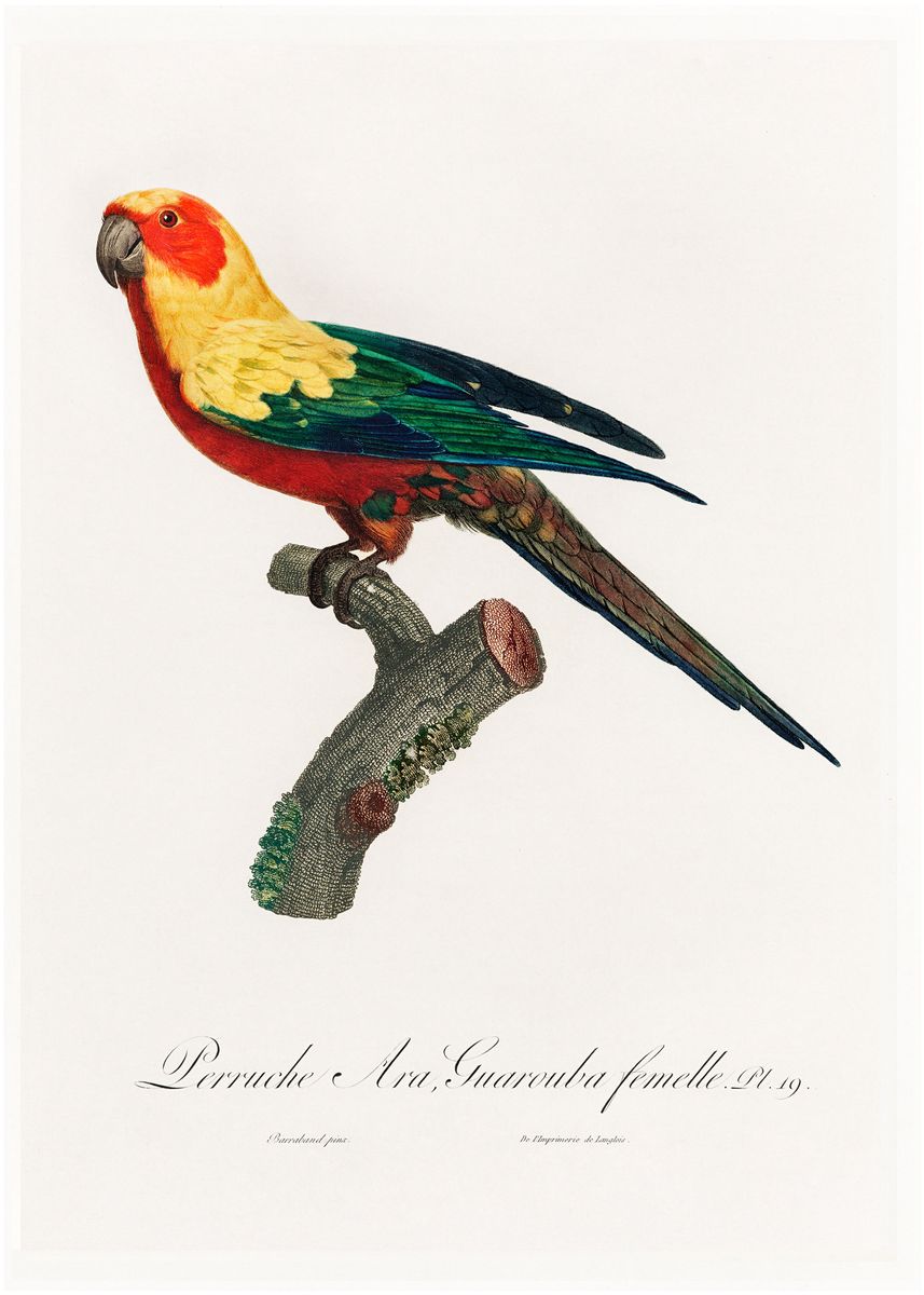 'Sun parakeet' Poster by tony4urban | Displate