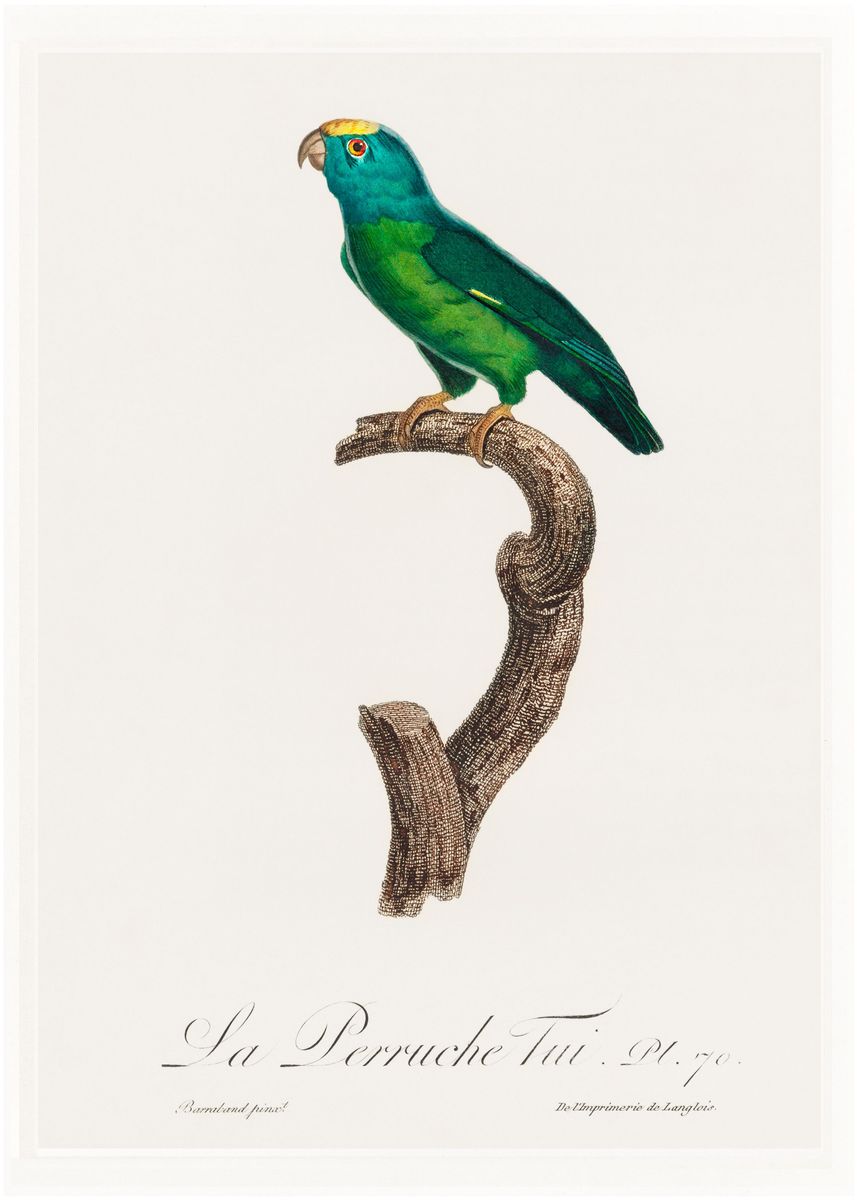 'Tui parakeet' Poster by tony4urban | Displate